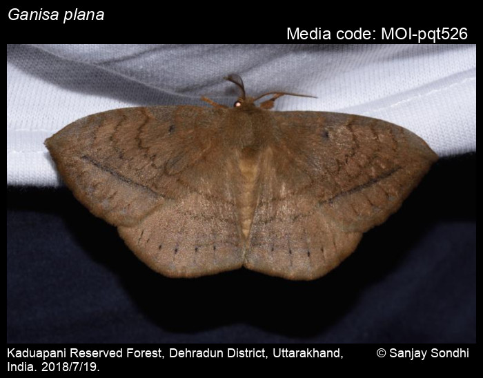 Ganisa plana Walker, 1855 - | Moths